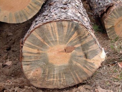 Your Guide to Wooden Pallet Stains and Discoloration | Rose Pallet